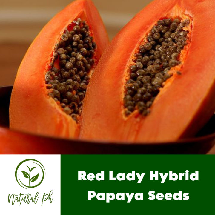 Papaya Seeds Hybrid - Red Lady Variety (25 Seeds) | Lazada PH