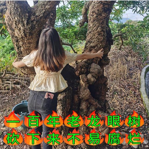 Natural longan, wood, turtle terrace, climbing platform, turtle tank ...
