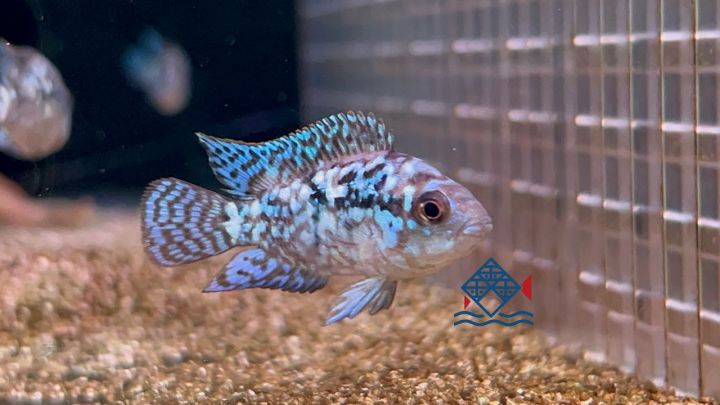 Electric Blue Jack Dempsey Cichlid /Live Fish /EBJD /Cichlid ...