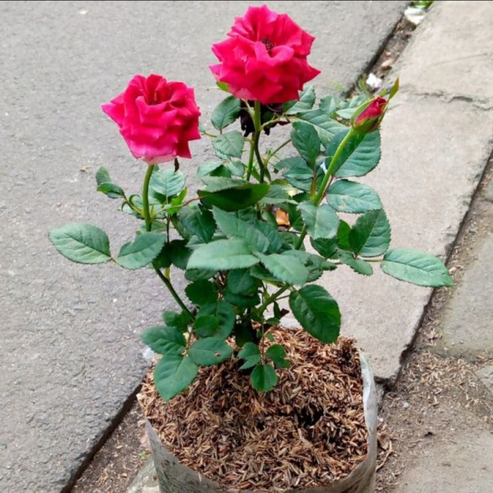 tanaman hias bunga mawar merah - tanaman bunga mawar - pohon mawar ...