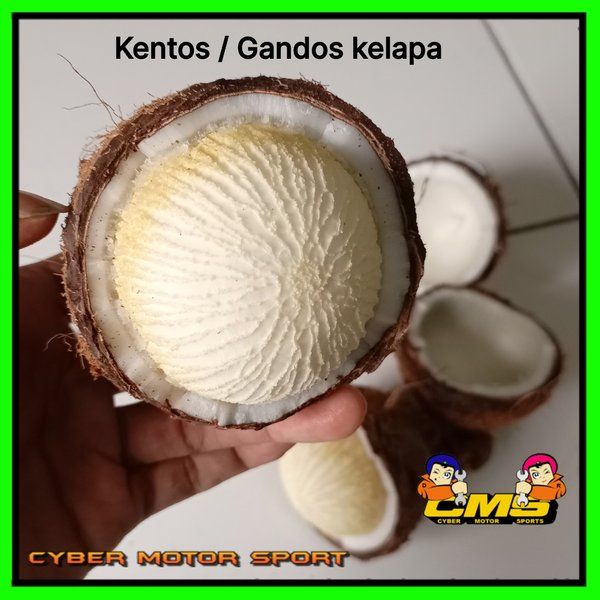 Kentos Gandos kelapa . embrio kelapa gurih | Lazada Indonesia