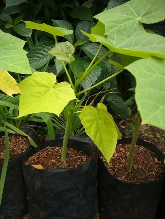 Tanaman Obat Tanaman Jarak | Lazada Indonesia