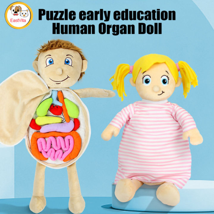 Human Body Model Organ Anatomy Plush Toy Learning Organ Teaching Tool ...