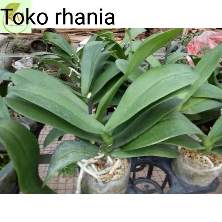 Anggrek Bulan mini | Lazada Indonesia