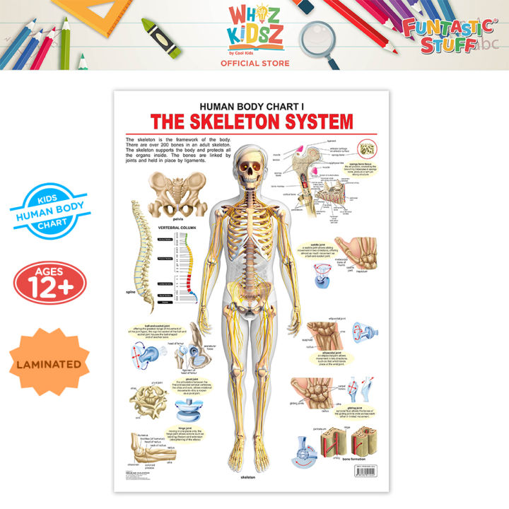 Whiz Kidsz The Skeleton System Laminated Wall Chart, Educational Chart ...