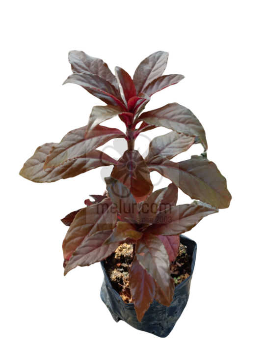MDC- [ Ulam ] Nautilocalyx lynchii plant sapling / Sambung Nyawa Hitam ...