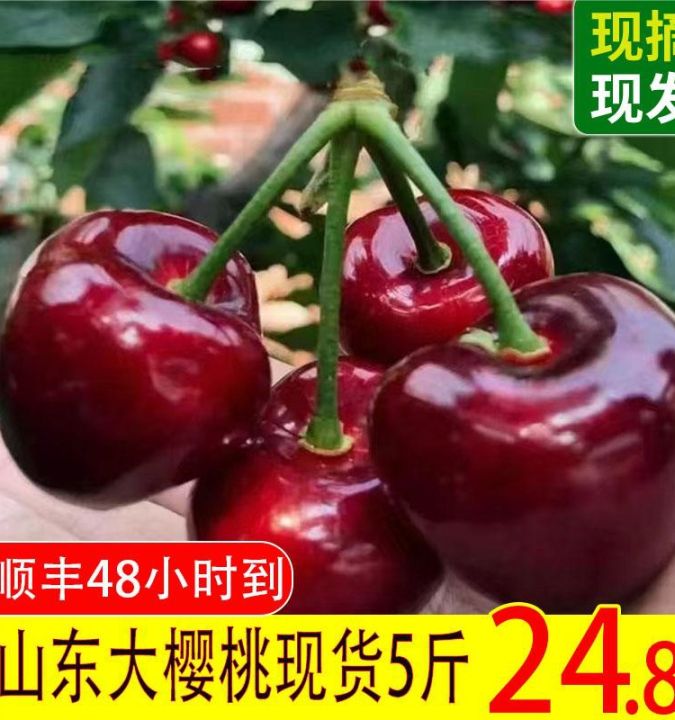 Shandong big cherry fresh fruit 5 kg extra large fruit whole box Yantai ...
