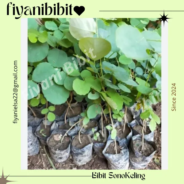 bibit tanaman kayu sonokeling bibit sonokeling | Lazada Indonesia