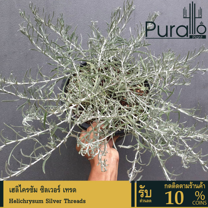 พืชสมุนไพร เฮลิไครซัม ซิลเวอร์ เทรด Helichrysum Silver Threads กระถาง10 ...
