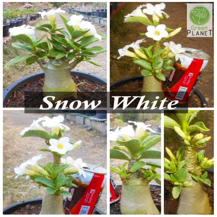 Adenium 富贵花 Arabicum White Flower (aka. Snow White) 5/10 Seeds-Benih-种子 ...