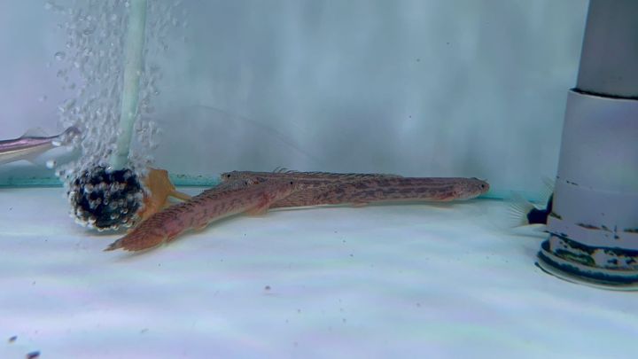 Polypterus Ansorgii /Polypterus Guinean/Live Fish /Freshwater 安氏恐龙鱼 ...