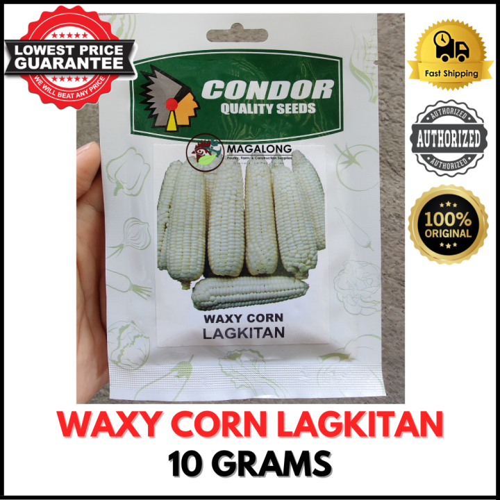 CONDOR SEEDS - WAXY CORN SEEDS - LAGKITAN 10 Grams | Lazada PH