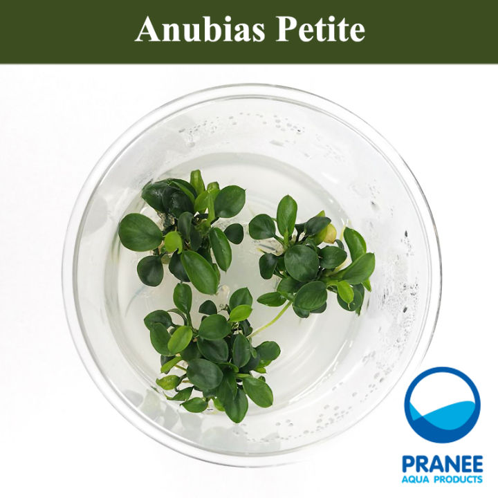 Anubies Peitie อนูเบียสพริตตี้ (เนื้อเยื่อ) ต้นไม้น้ำ ต้นไม้น้ำตกแต่ง ...