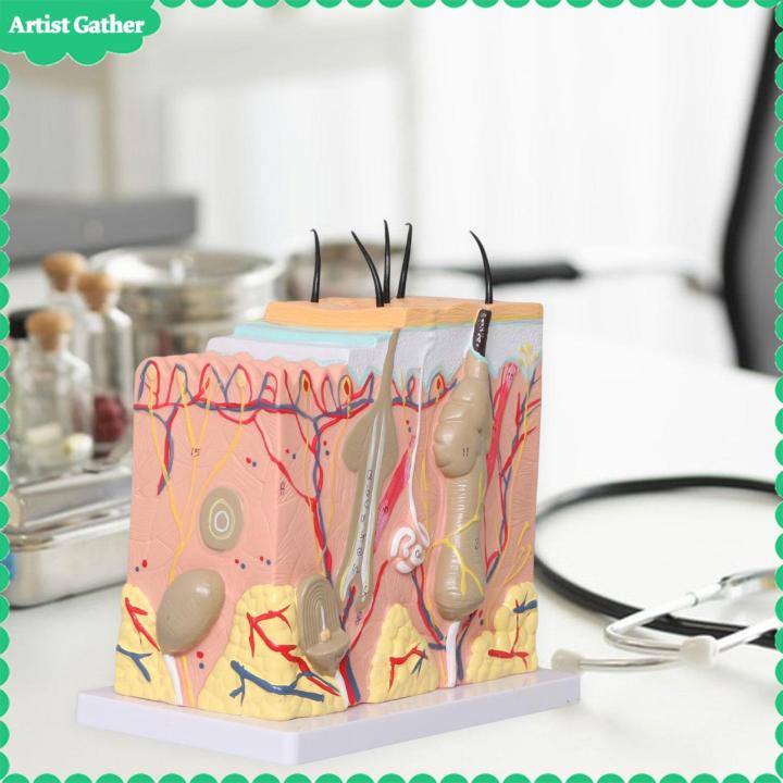 Artist Gather Human Skin Block Model, Model,3D Statue Science Students ...