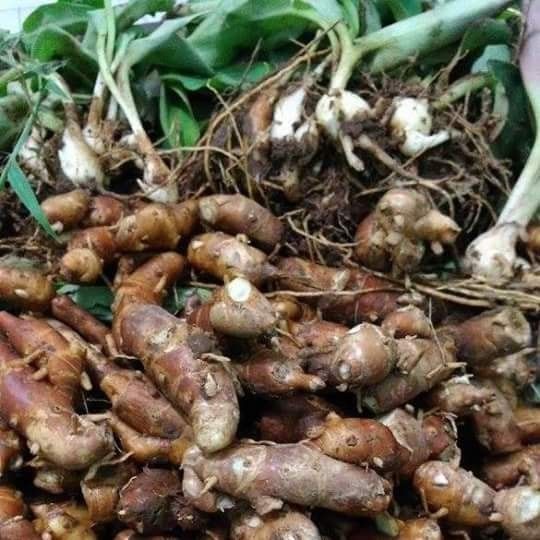 Fresh CEKUR / KENCUR 200g | Lazada