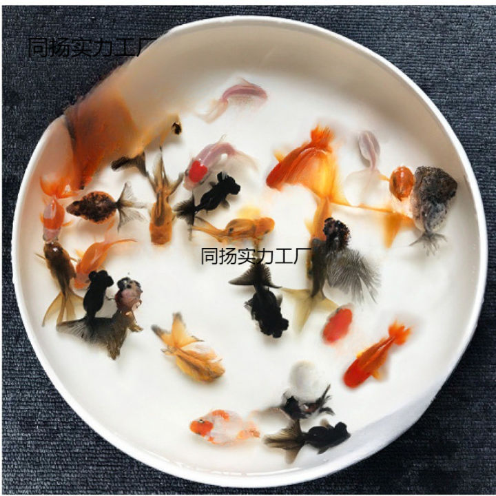 Small Goldfish Fry Ornamental Fish Cold Water Resistant Easy to Raise ...