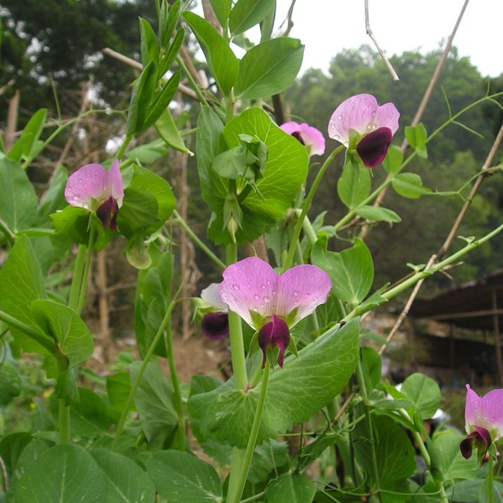20seeds SNOW PEA -Sitsaro Seeds /Snow pea Seeds | Lazada PH