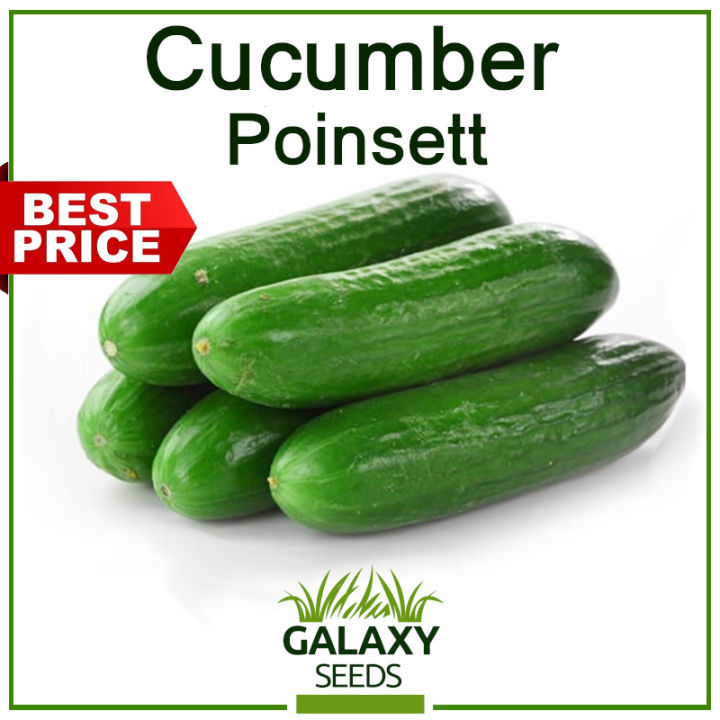 "GalaxySeeds" Value Pack - Cucumber Poinsett Seeds for Planting ...