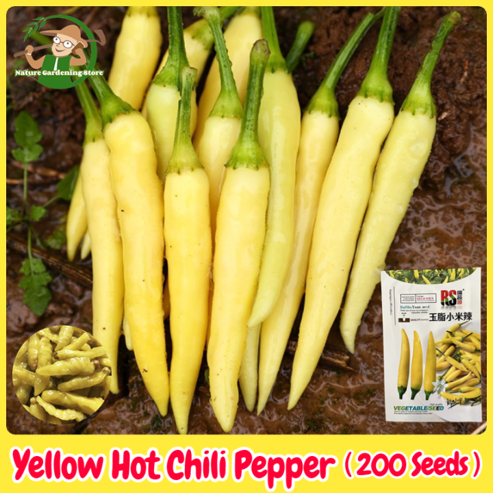 Fresh Organic Yellow Cayenne Pepper Seeds Vegetable Seeds for Pot ...