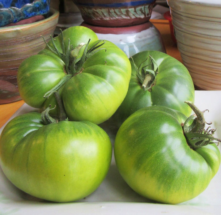 Absinthe Tomato Seeds | Lazada PH