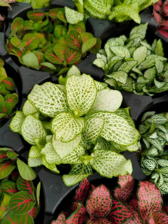 Fittonia Jolly Lemon ( Live plants ) with FREE White Plastic pot ( Rare ...