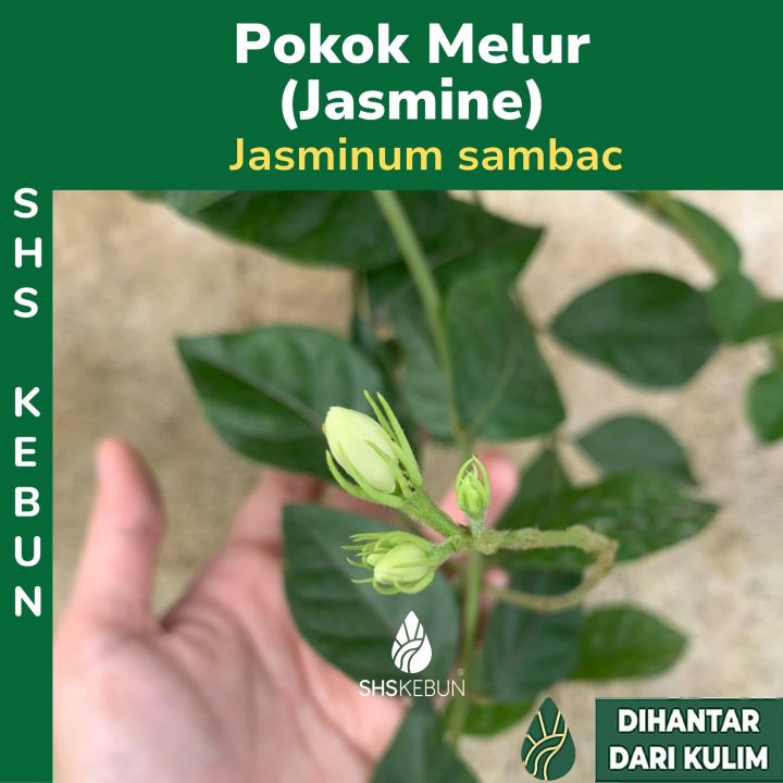 Pokok Bunga Melur Jasmine Flower Jasmine Kampung Wangi Jasminum Sambac ...