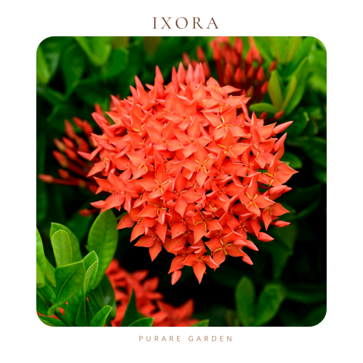 【𝗣𝗚】Pokok Bunga Ixora Pokok Jejarum Bunga Jejarum Ixora 仙丹花 | Lazada