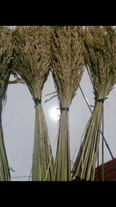 Padi Putih lengkap bersama tangkai omannya per ikat @ isi 50 batang ...