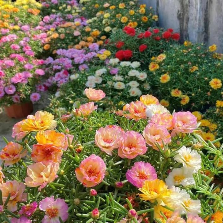 100 Seeds/pack Mixed Portulaca Seed Moss Rose Flower Seeds for ...