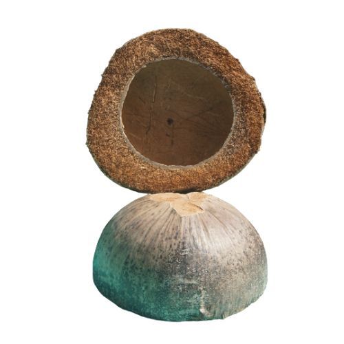 CFI Native Bunot Polisher (1 pc) | Lazada PH