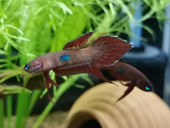 (Pair) Wild Betta Coccina| Ikan Laga | Fighthing Fish | Lazada