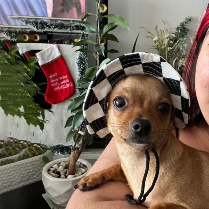 SWEET ELVES Thoáng khí Bông Dành cho đi bộ ngoài trời Dây rút có thể ...