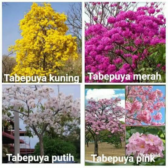 paket 4 jenis tanaman bunga tabebuya sakura bunga pink kuning ungu ...