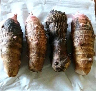 Umbi Talas Kimpul 1 Kg | Lazada Indonesia