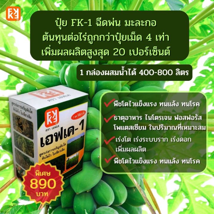 ปุ๋ย FK-1 ฉีดพ่น มะละกอ ผลใหญ่ ดกเต็มต้น น้ำหนักดี ต้นทุนต่อไร่ถูกกว่าปุ๋ยเม็ด 4 เท่า เพิ่มผล ...
