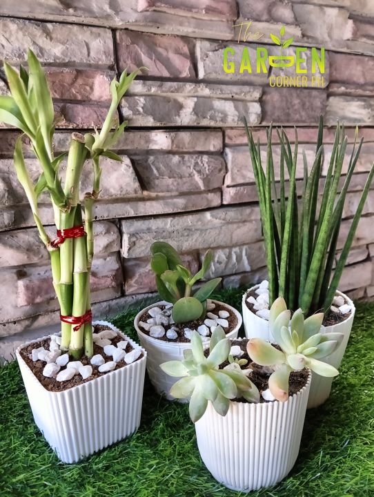 91 PESOS for 2 Set of Mini Pots - Best for Cactus/Succulent, Giveaways ...