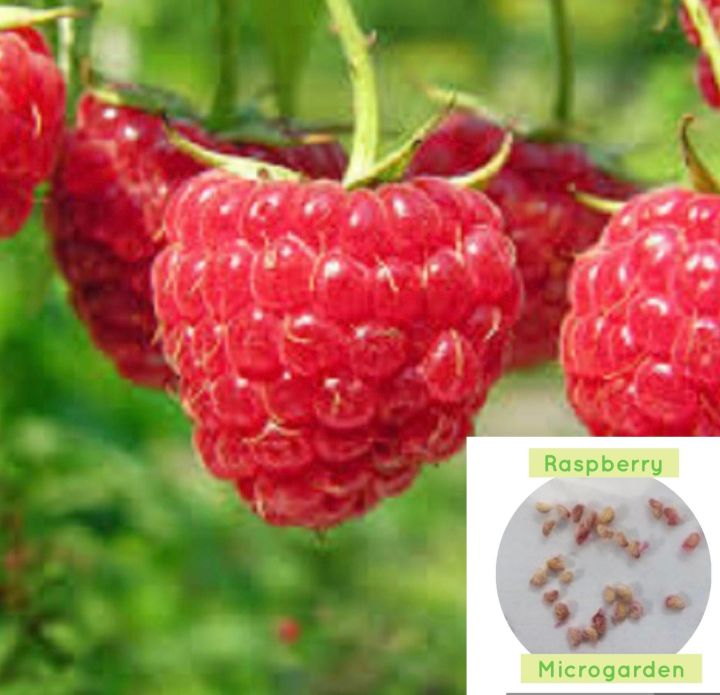 Raspberry Fruits Seeds Berries Outdoor Fruit Tropical - Variety012 ...