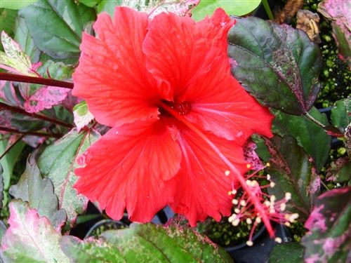 MM- Hibiscus rosa-sinensis 'Red Hot' live plant / Pokok Bunga raya ...