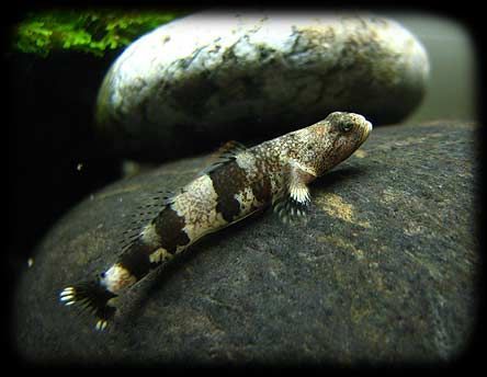【Su's Aquatic】DRAGON MICRO GOBY - 裸身蝦虎 【2 PCs】【 #PDSA8141 】 | Lazada