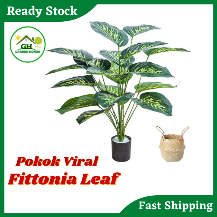 Pokok Viral Artificial Fittonia Leaf 70 cm | 仿真孔雀罗緑植 | Lazada