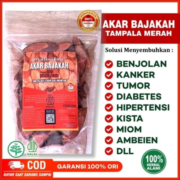 akar kayu bajakah tampala merah asli Kalimantan | Lazada Indonesia