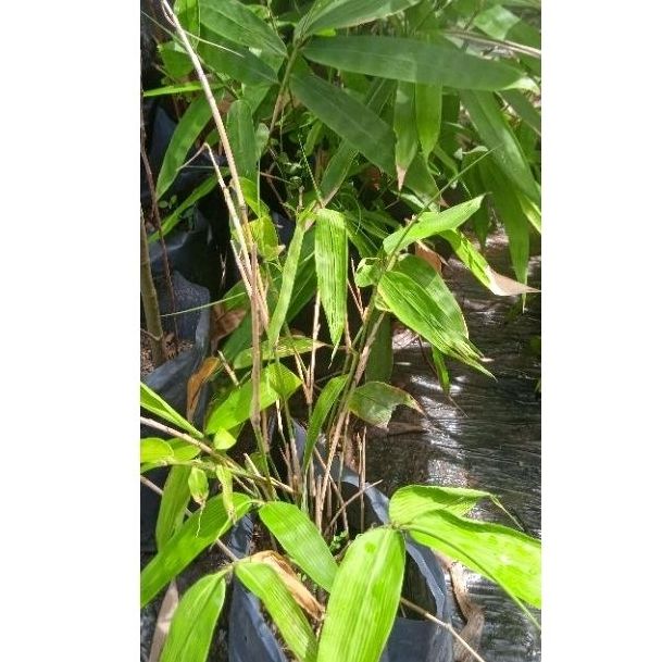 anak pokok buluh lemang | Lazada