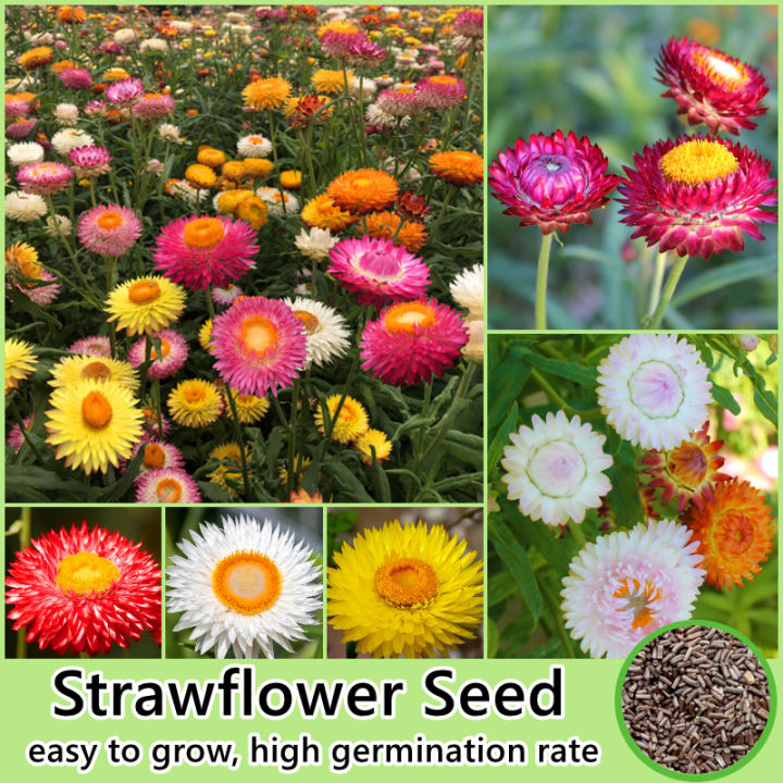 Singapore Ready Stock 200pcs/pack Mixed Color Strawflower Seed ...
