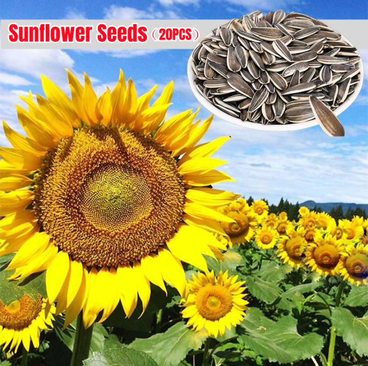 100 Original Rare Edible Sunflower Seeds for Planting (30pcsbag) Giant ...