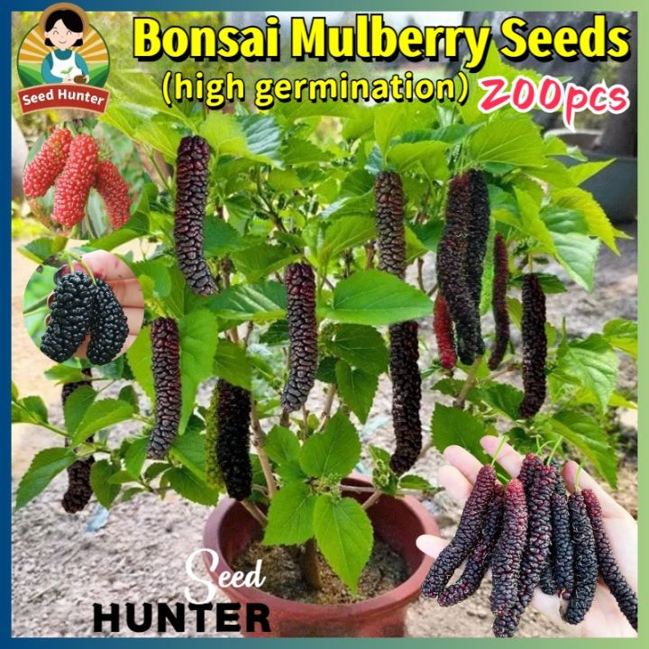 High Yield Fresh 200pcs Mulberry Seeds for Planting Fruit Trees - Dwarf ...