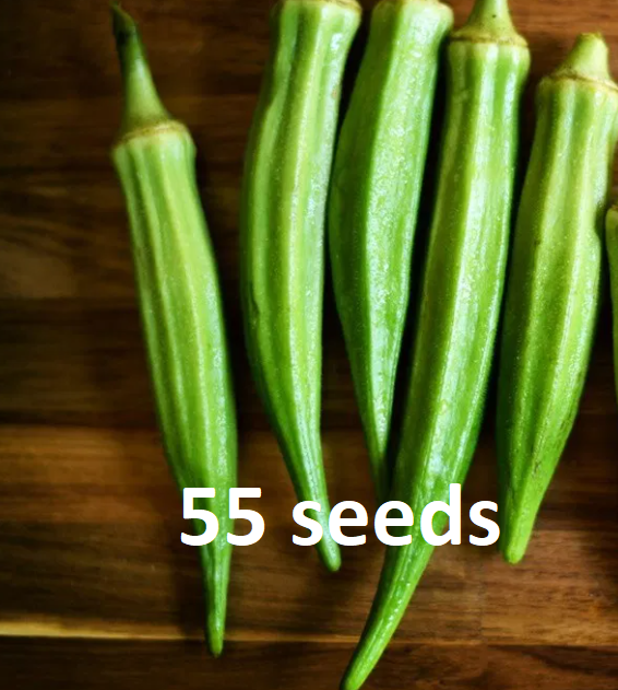 okra / Lady's Fingers seeds - 25pesos per pack - condor seeds - plant ...
