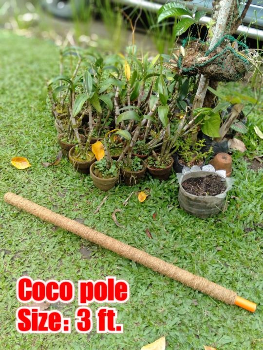 Presyong Abot Kaya! 3ft Best Hand made Coco Pole High Quality | Plant ...