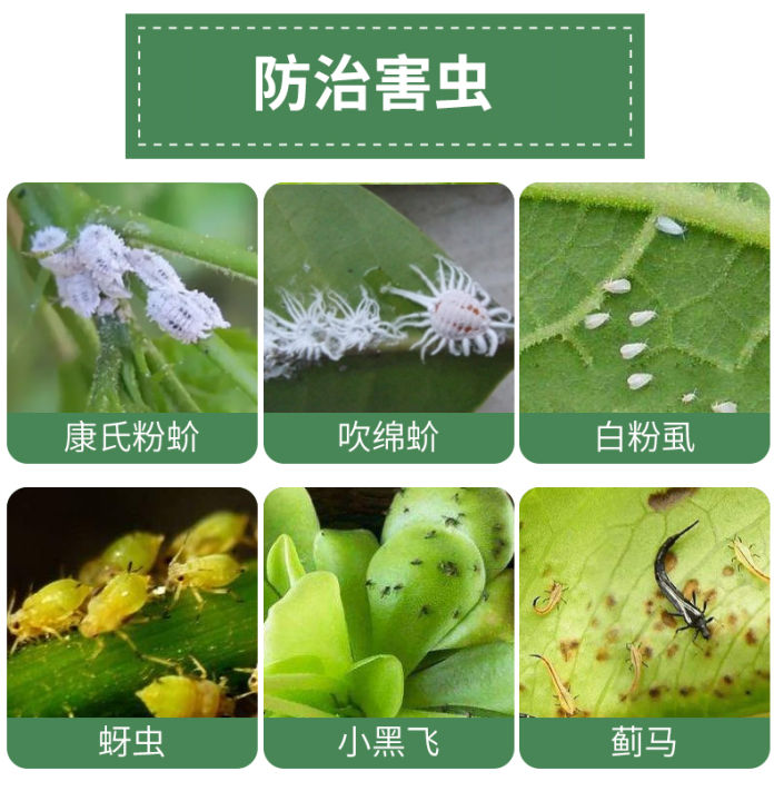 Dinotefuran meaty scale insect insecticide special medicine for ...