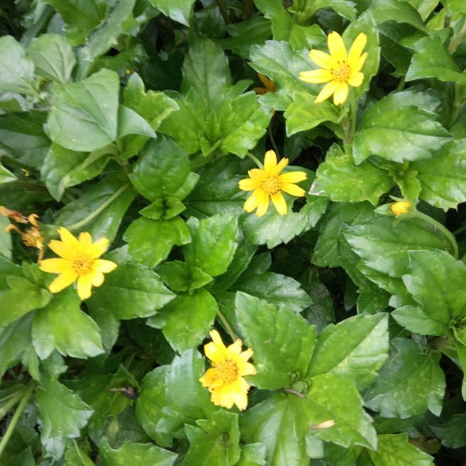 Daun seruni segar paket 500gram | Lazada Indonesia