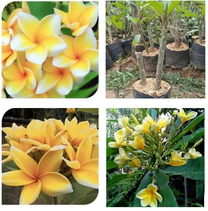 Batang pohon kamboja - Bibit kamboja bali bunga kuning - Tanaman ...